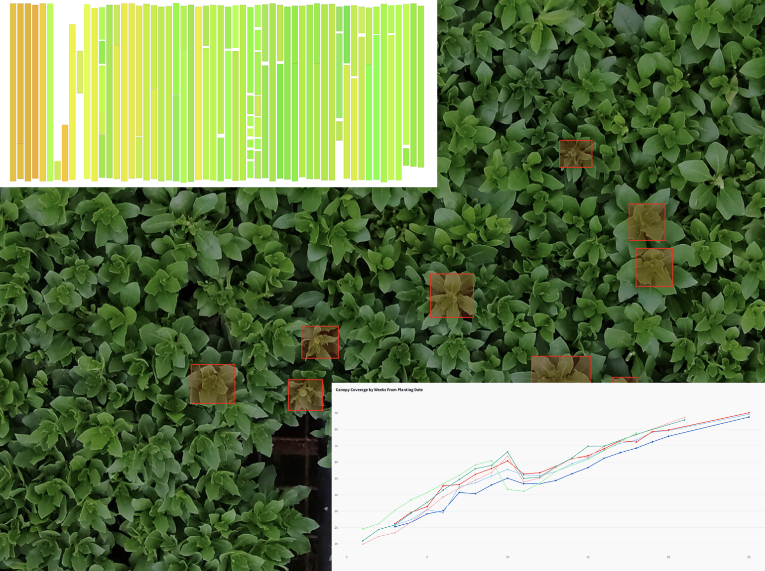 Canopy Coverage Monitoring – Grower Adviser